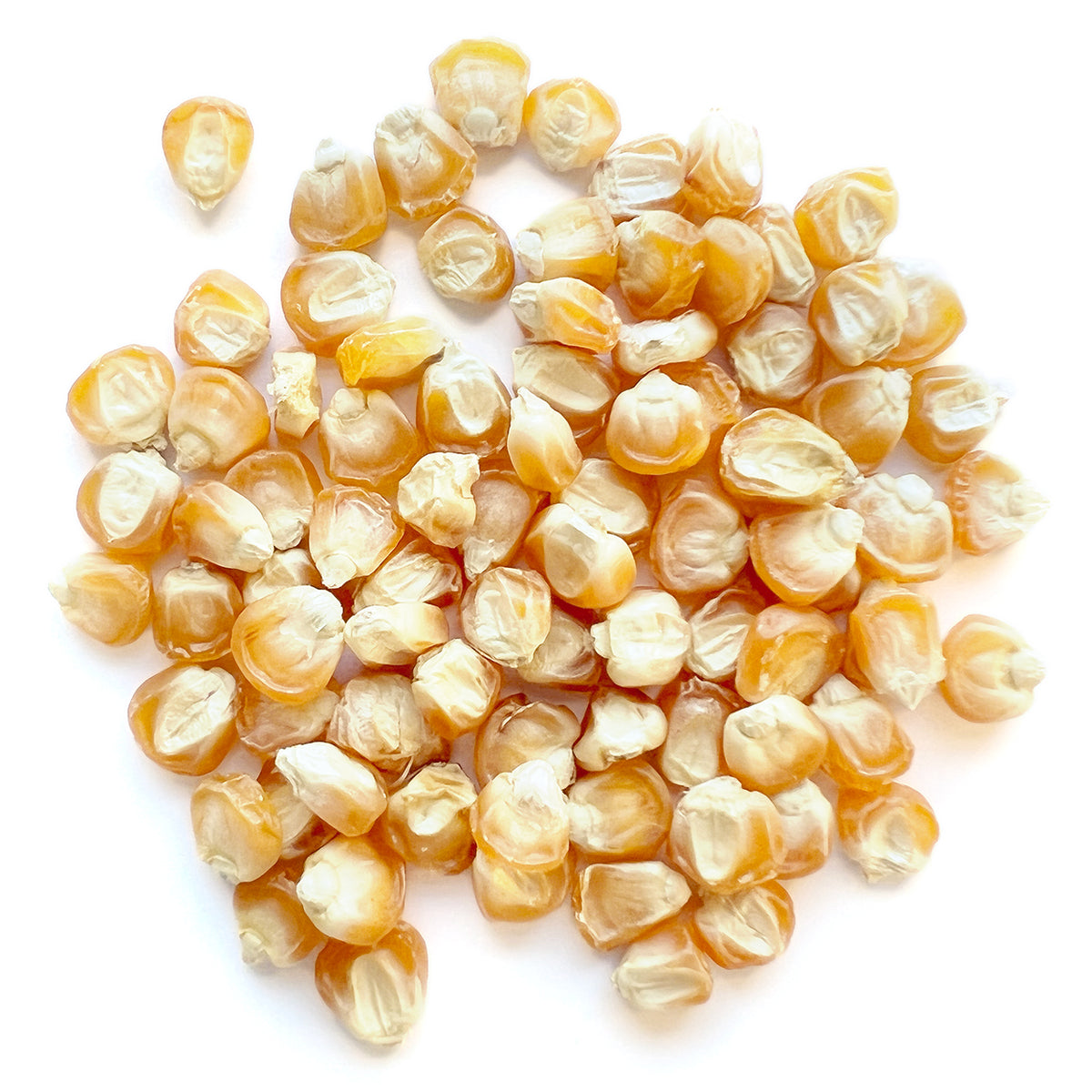 The Old Farmer's Almanac Heirloom Golden Bantam Sweet Corn Seeds - Pre ...
